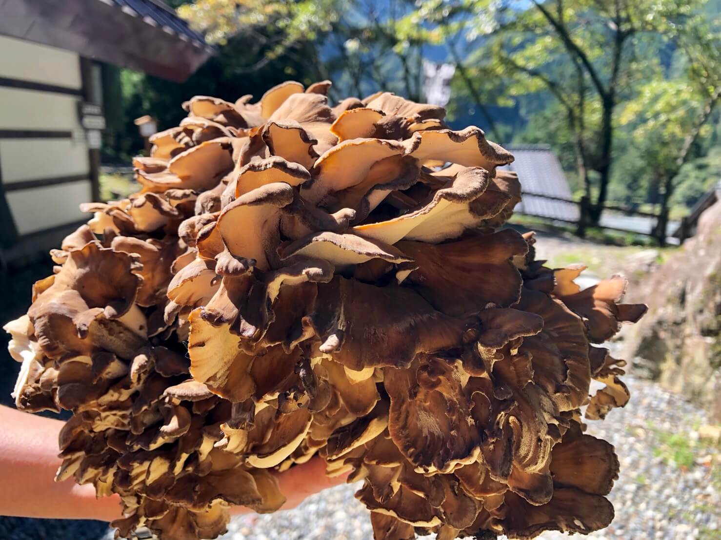 もりもりきのこ！ | KAGIYA