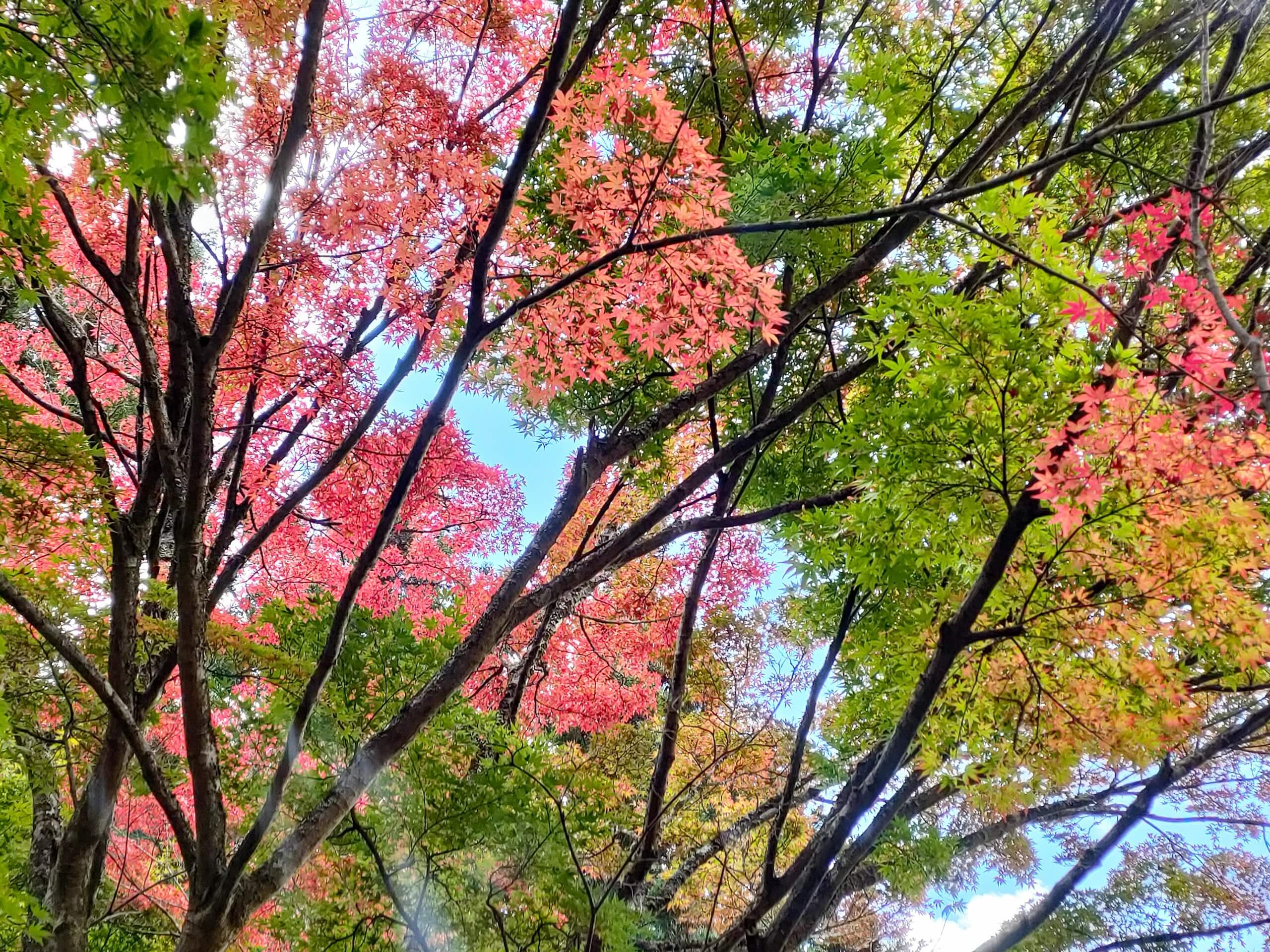 10月29日 本日の様子 | KAGIYA